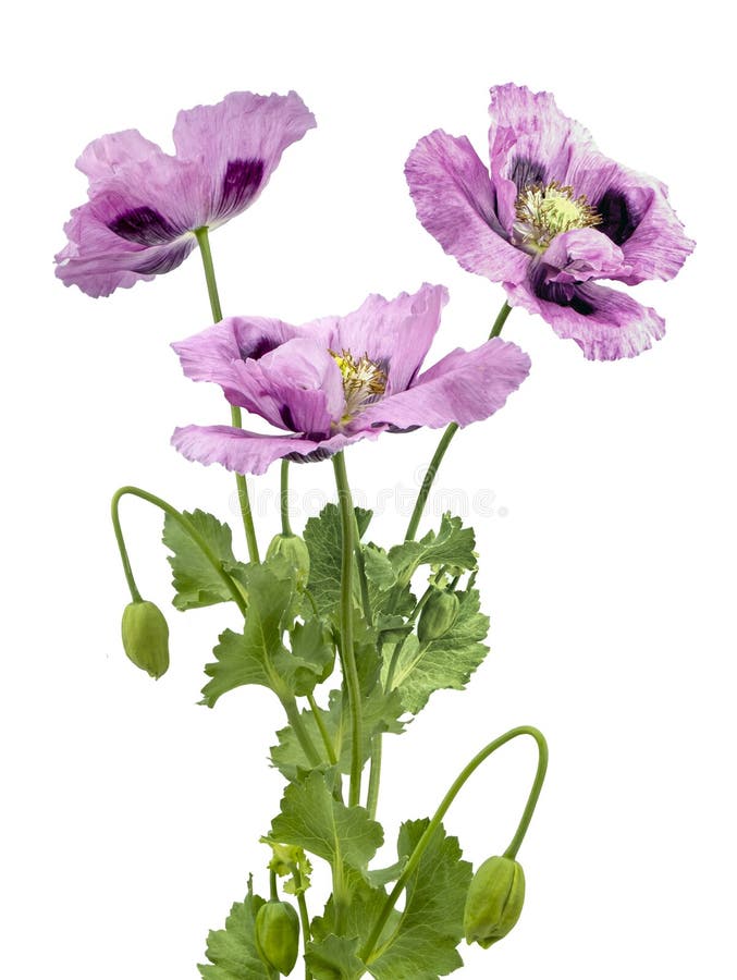 Isolated Purple Poppy stock image. Image of leaves, isolated - 150718313