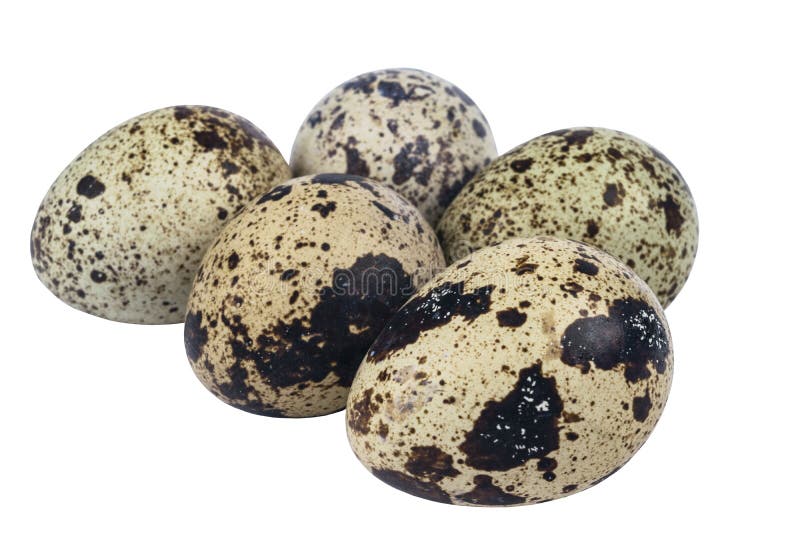 Isolated Quail Eggs. Big Collection of Quail Eggs Isolated on a White ...