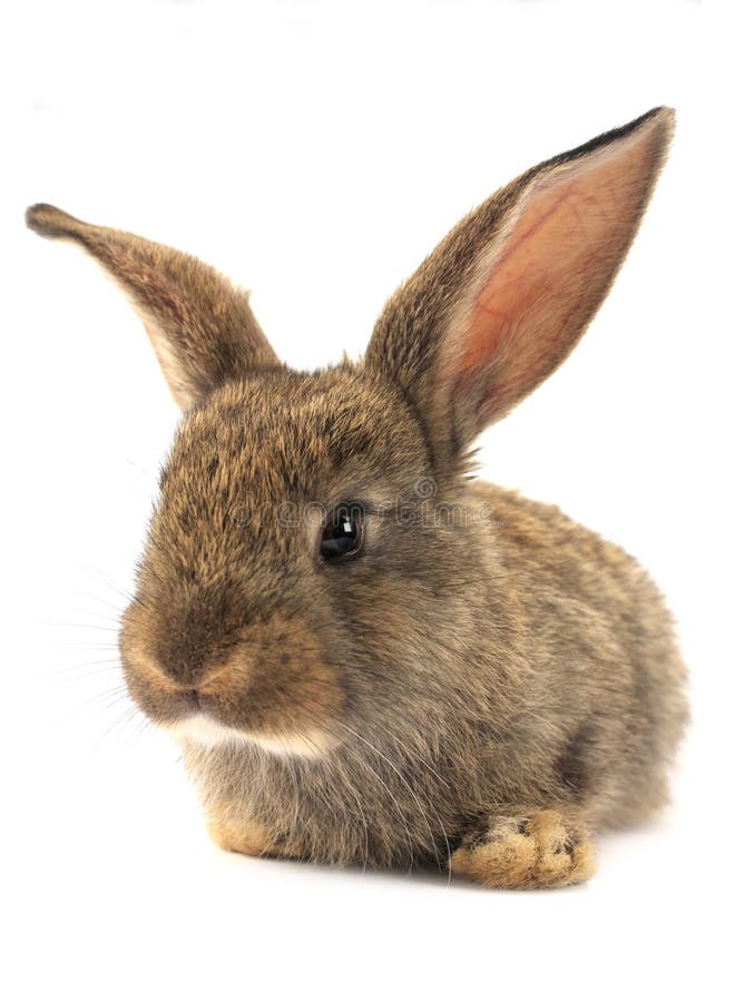 Sad-looking rabbit stock photo. Image of life, little - 3543348