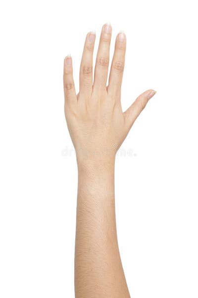 Isolated: raise up hand stock photo. Image of palm, hold - 17685470