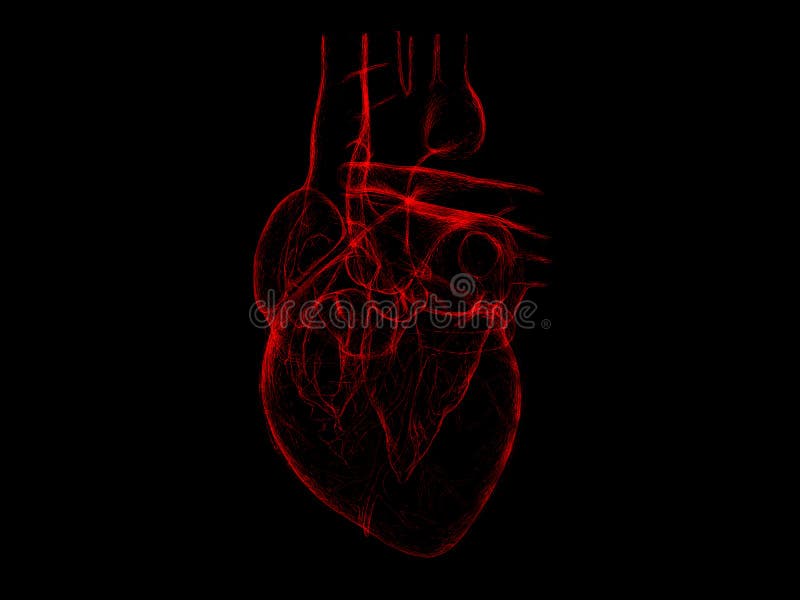 Isolated X-ray Red Human Heart 3d Illustration on Black Background ...