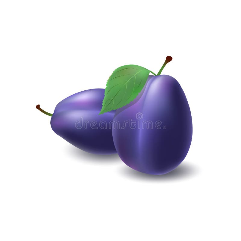 Two Plums Stock Illustrations – 174 Two Plums Stock Illustrations ...