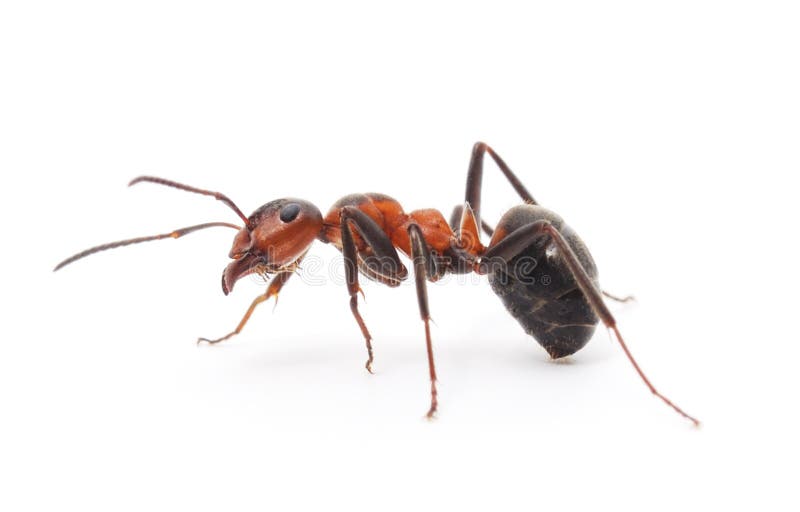 Isolated Red Ant stock image. Image of wild, macro, insects - 49753613