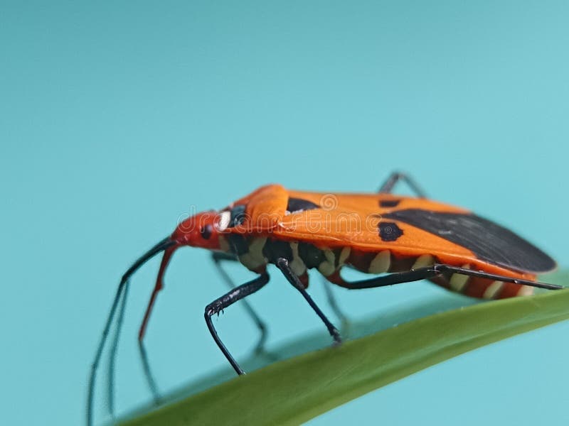 Isolated Red Cotton Bug Standing Still on Neutral Surface, Ideal for ...
