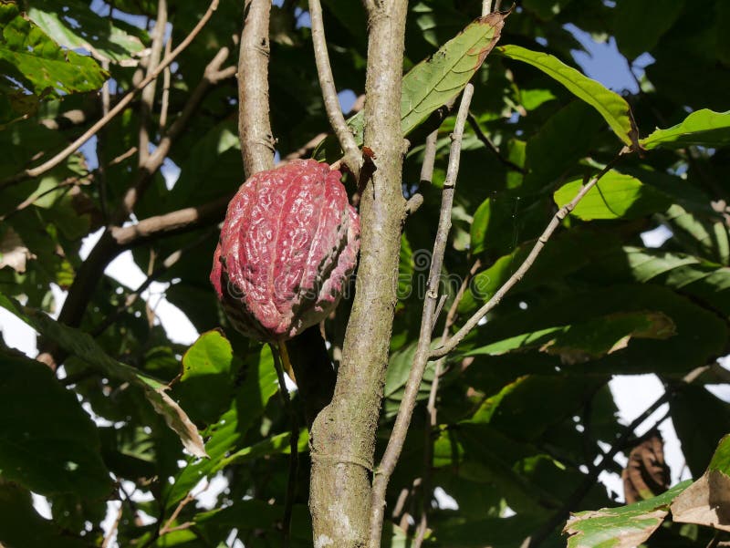 Isolated Red Criollo Cacao Pod Growing on Theobroma Cacao Tree Stock ...
