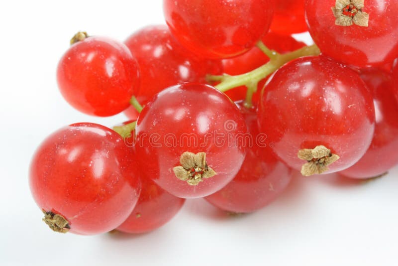 Isolated red currant stock photo. Image of sour, macro - 2855394