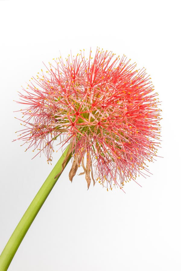Callistemon flowers stock photo. Image of spring, leaves - 19417494