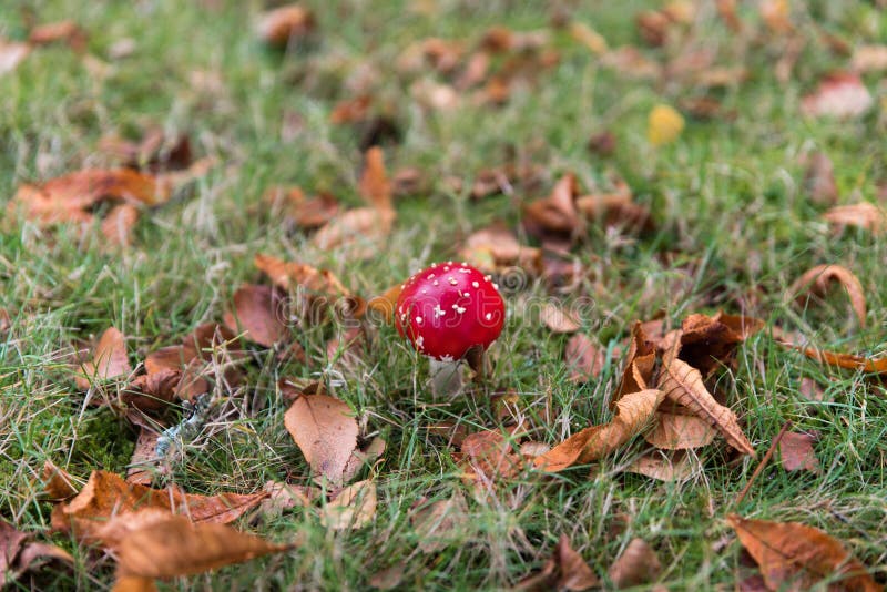 Isolated Red Fly Amanita on Grass in Fall Stock Photo - Image of ...