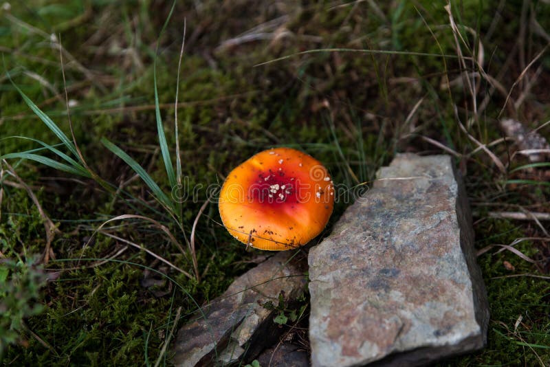 Isolated Red Fly Amanita on Grass in Fall Stock Photo - Image of fungal ...