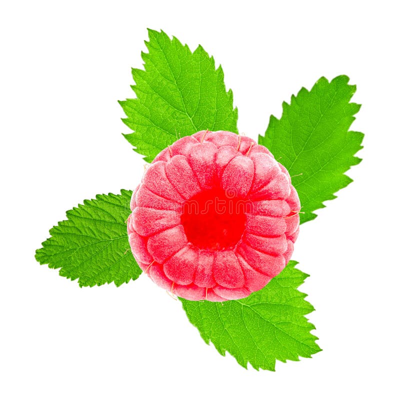 Red Raspberry Clip Art Stock Photos - Free & Royalty-Free Stock Photos ...
