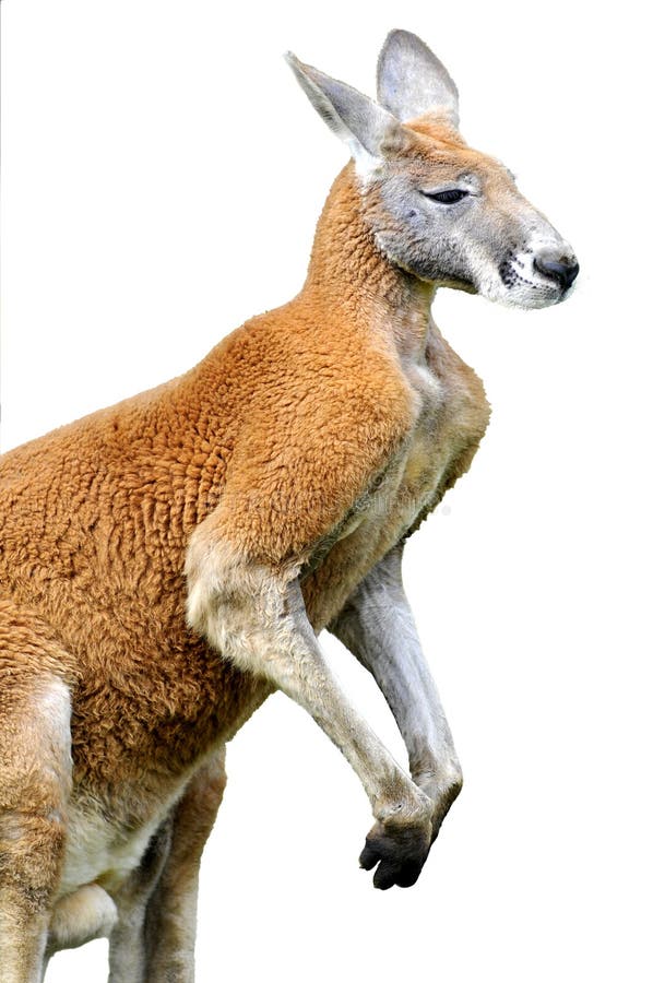 Isolated red kangaroo stock image. Image of profile, head - 9179033