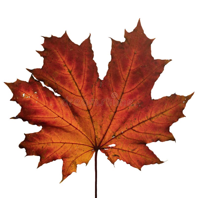 Isolated Red and Orange Maple Leaf Stock Photo - Image of natural ...