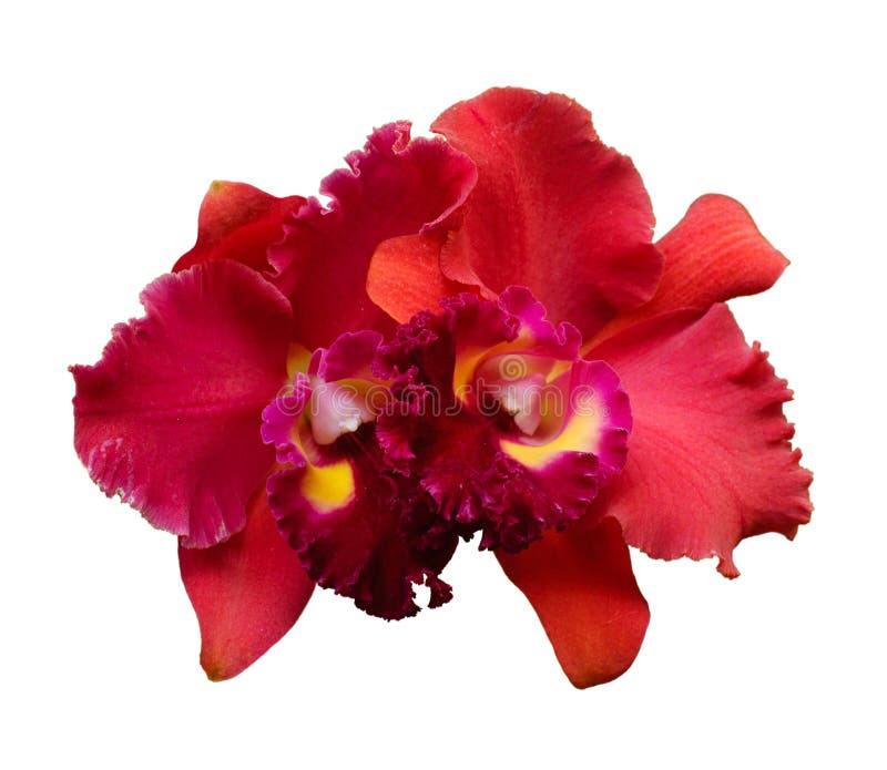Isolated Red Orchid Flower - Cattleya Stock Photo - Image of clean ...