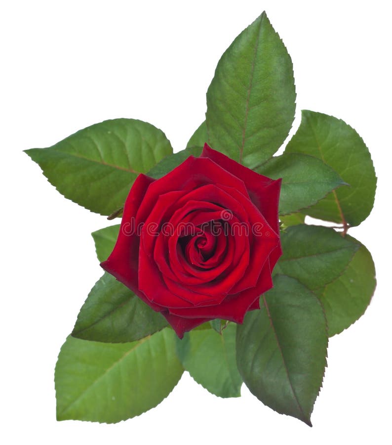 Isolated Red Rose Picture. Image: 14497196
