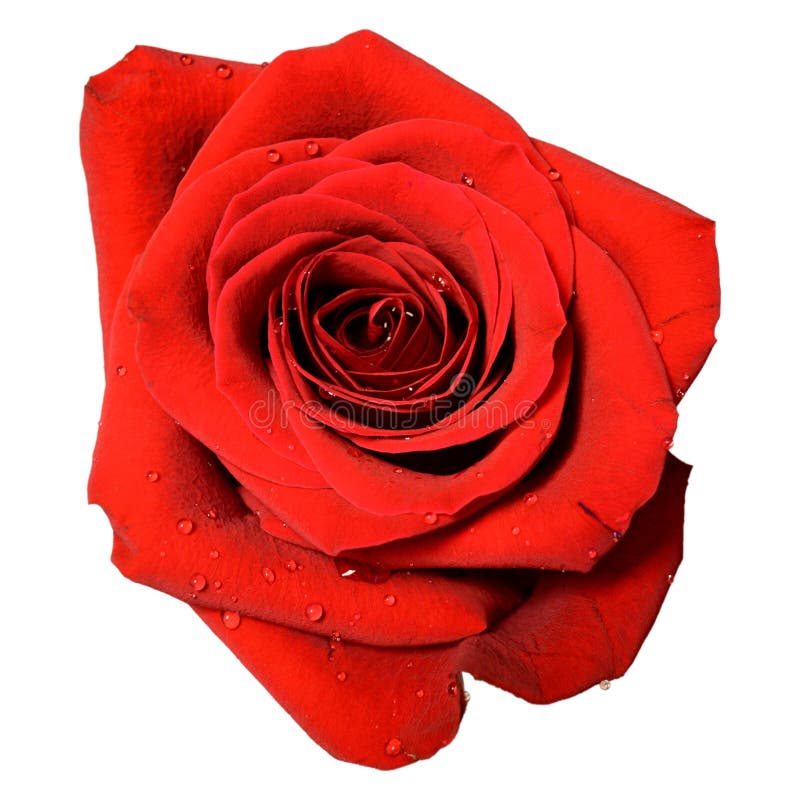 Isolated Red Rose Bloom stock image. Image of fresh - 234185531