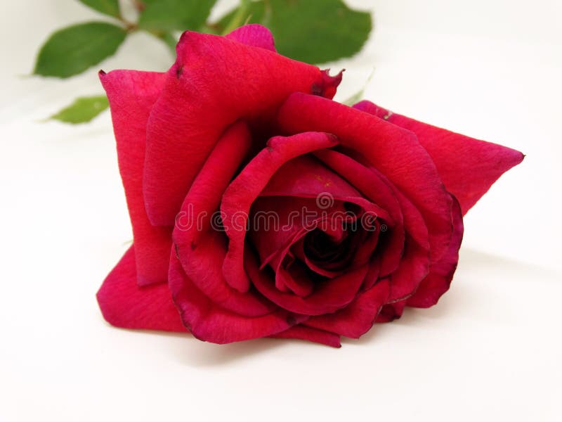 Isolated Red Rose Flower on a White Background Stock Image - Image of ...