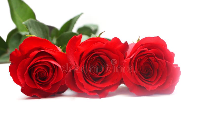 Red Rose and Invitation Card Stock Photo - Image of elegant, blank ...