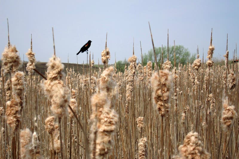 Isolated red wing bird stock image. Image of summer - 195001825