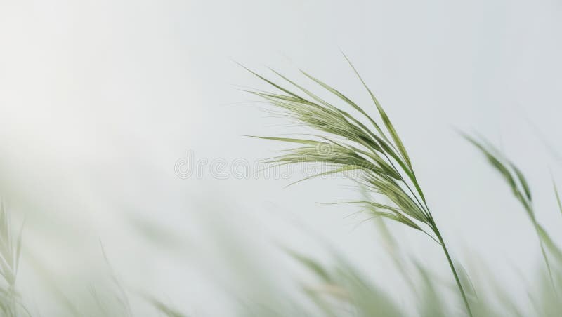 Isolated Reed Grass on a Clean White Background for a Minimal Nature ...