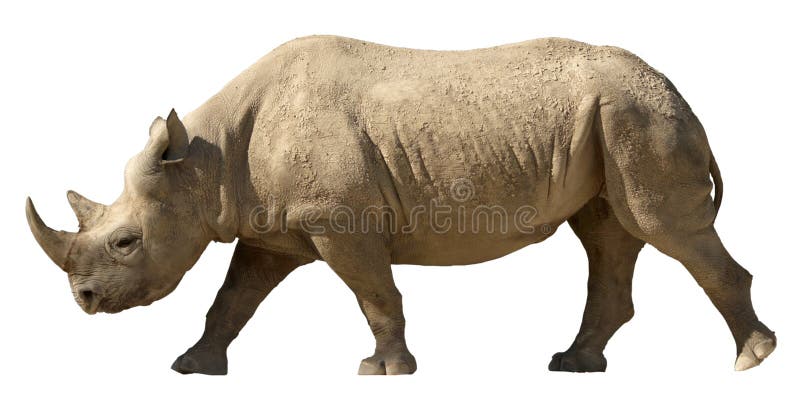 Rhinoceros isolated stock photo. Image of background, endangered - 904360