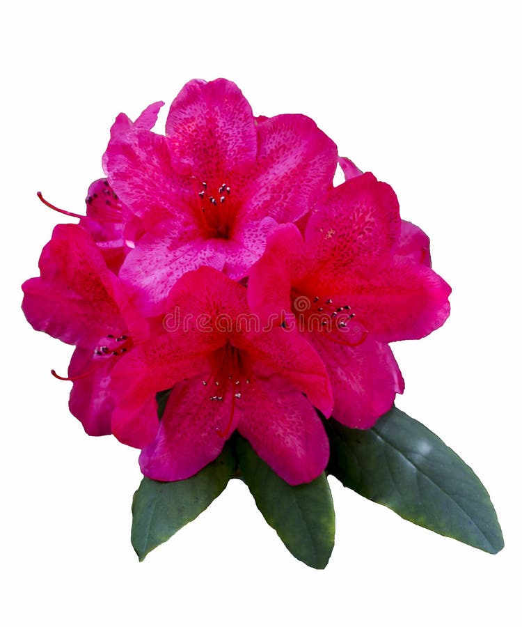 Isolated Rhododendron Flowers Stock Image - Image of rhododendron ...