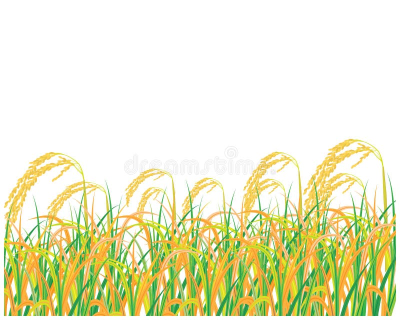 Isolated Rice Plant on White Background Stock Vector - Illustration of ...