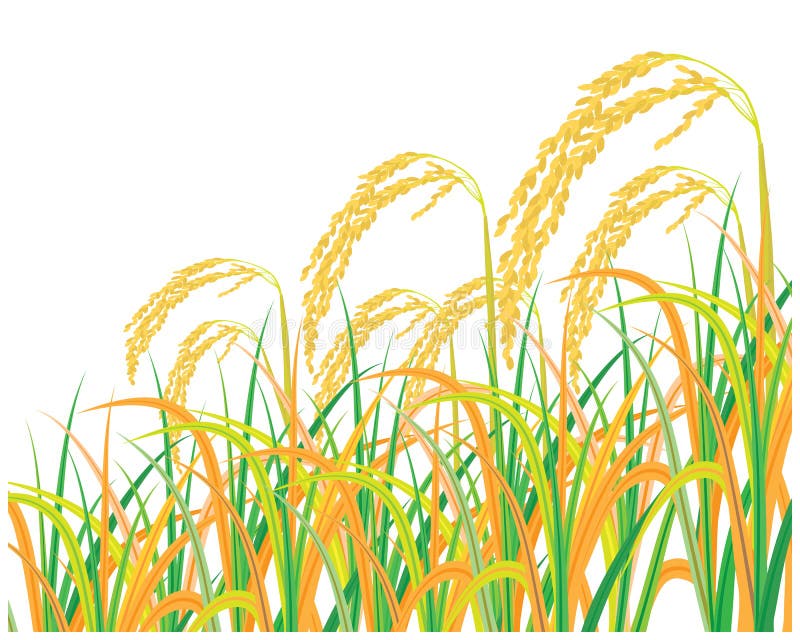 Isolated Rice Plant on White Background Stock Vector - Illustration of ...