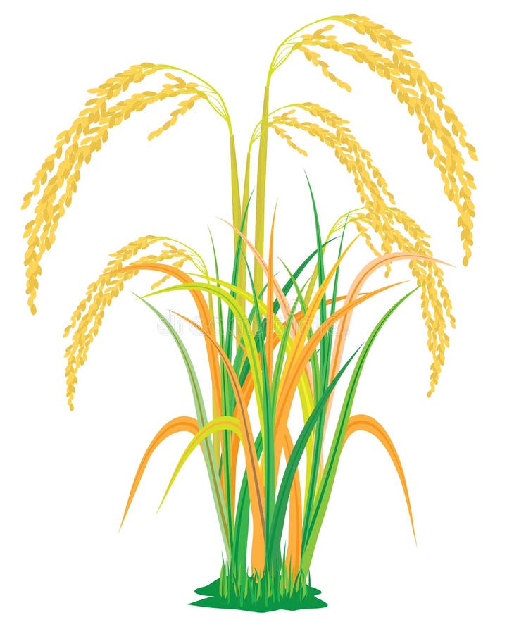 Isolated rice plant stock vector. Illustration of agriculturist - 140186682