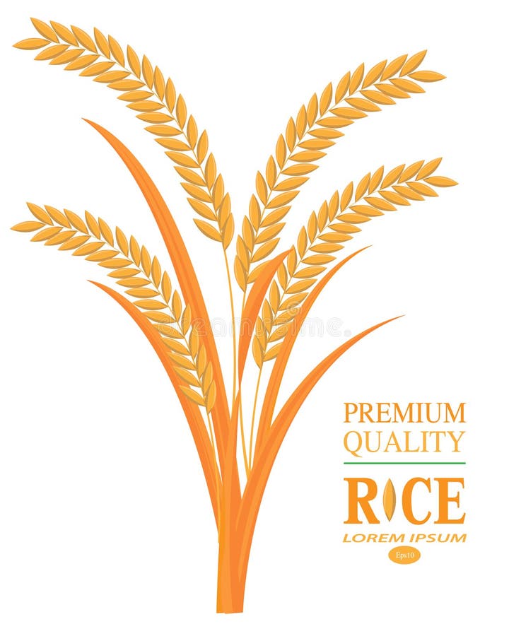 Isolated Rice Plant on White Background,vector Design Stock Vector ...