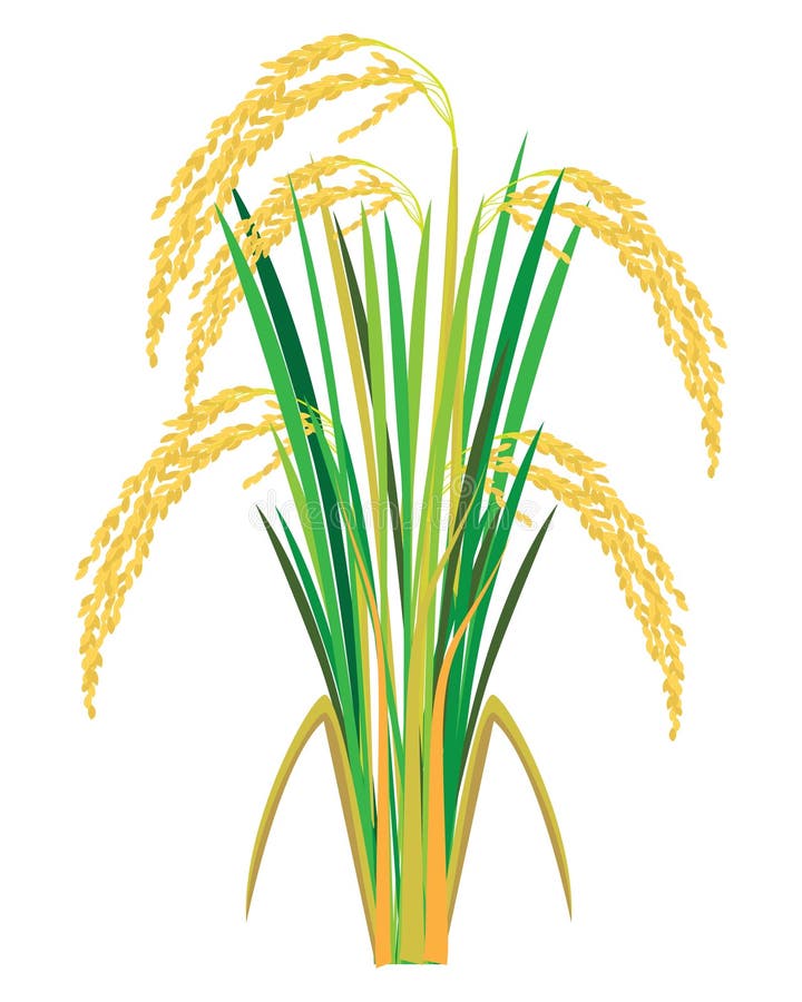 Isolated Rice Plant on White Background Stock Vector - Illustration of ...