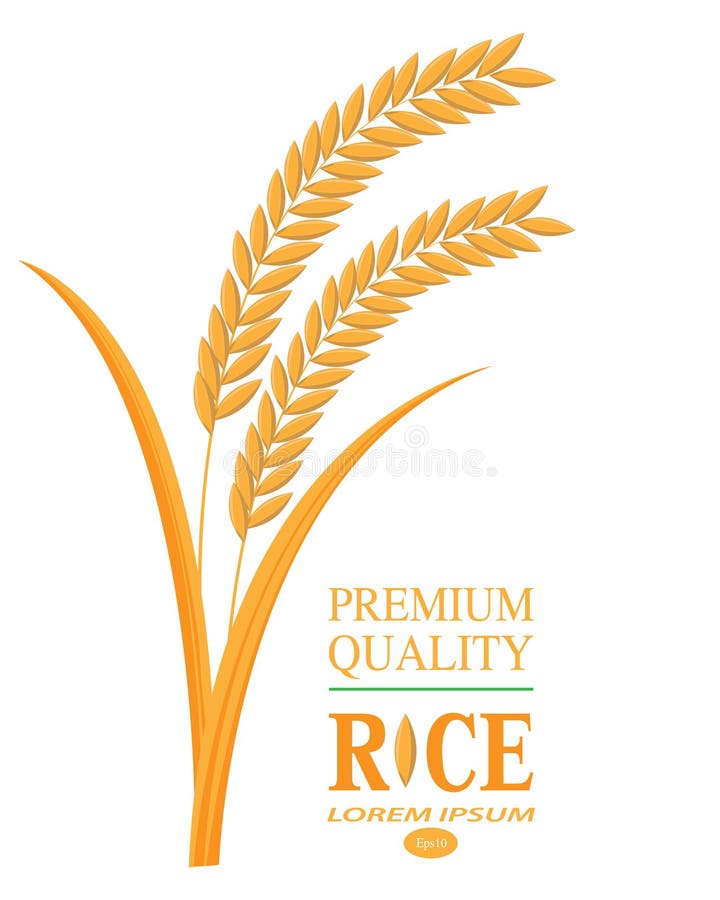 Isolated rice plant stock vector. Illustration of fresh - 140186678