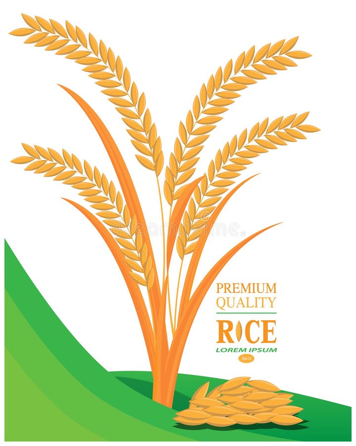 Isolated rice plant stock vector. Illustration of fresh - 140186678