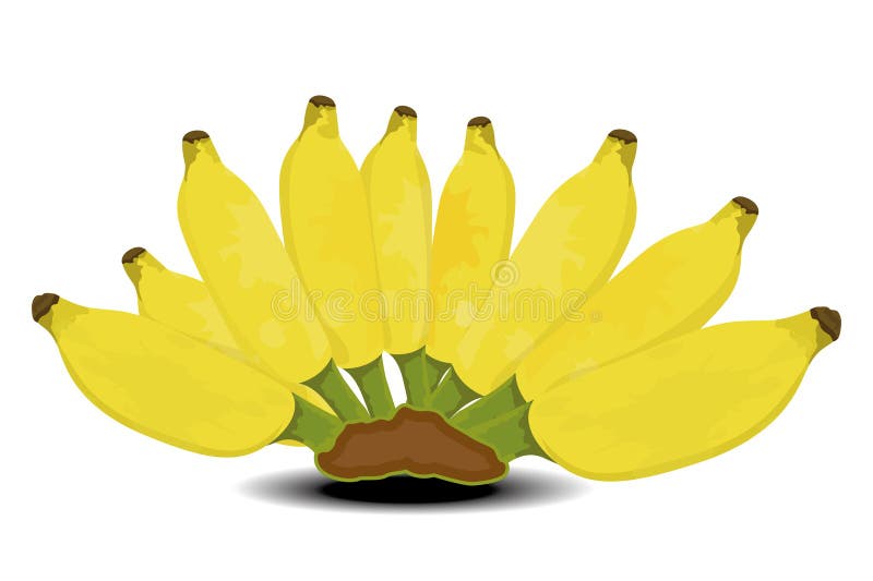 Isolated Ripe Banana on White Background Vector Design Stock Vector ...