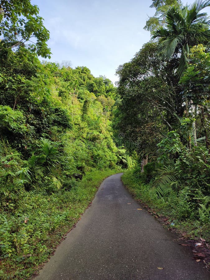 Isolated Road in the Middle of Tropical Forest Stock Photo - Image of ...