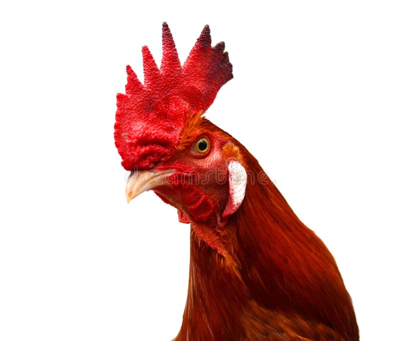 Red rooster. stock photo. Image of poultry, isolated - 192914220