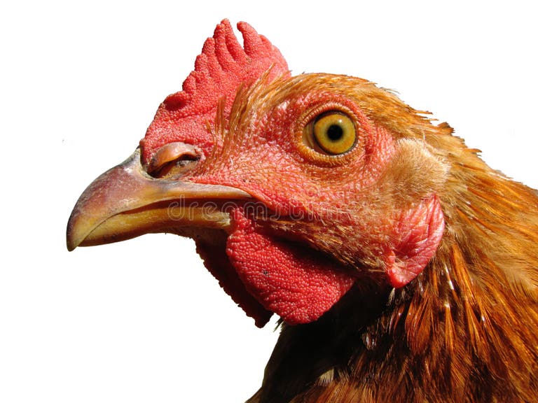 Isolated rooster head stock photo. Image of comb, fowl - 3954680