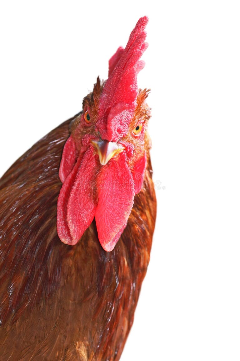 2,318 Rooster Neck Stock Photos - Free & Royalty-Free Stock Photos from ...