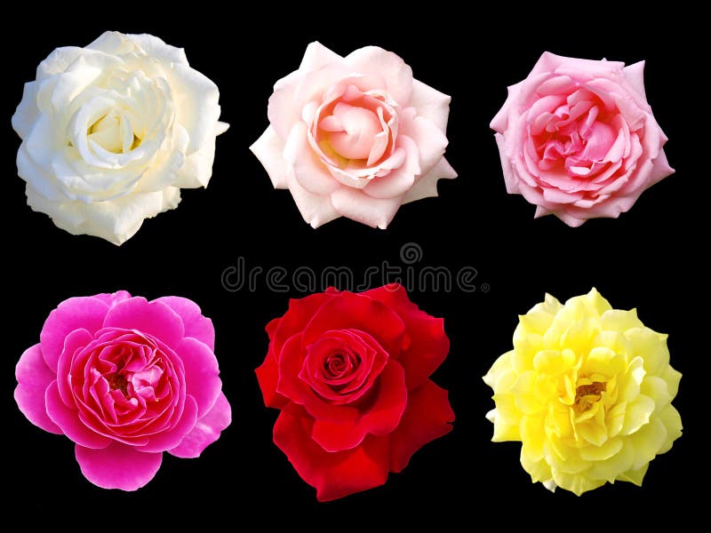 Vector Set of Four Flowers Isolated on White Stock Vector ...