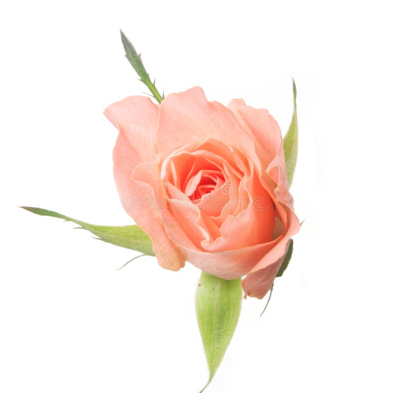 Isolated rose stock photo. Image of blossom, pink, bloom - 6790882