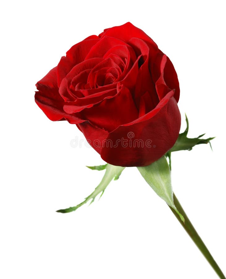 Red Rose stock photo. Image of valentine, dozen, affection - 16784