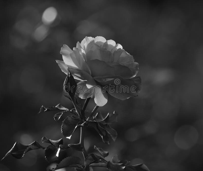 Isolated Rose in Full Splendor Stock Photo - Image of bloom, isolated ...