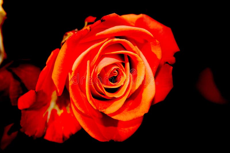 634 Rose Pedals Stock Photos - Free & Royalty-Free Stock Photos from ...