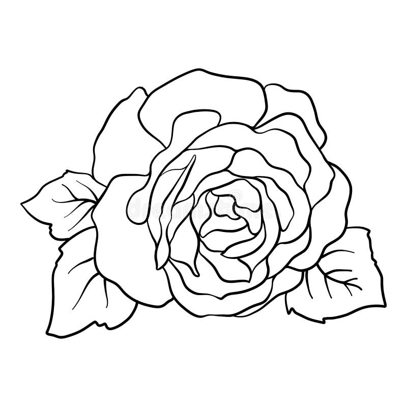 Isolated Rose. Outline Drawing. Stock Vector Illustration. Stock Vector ...