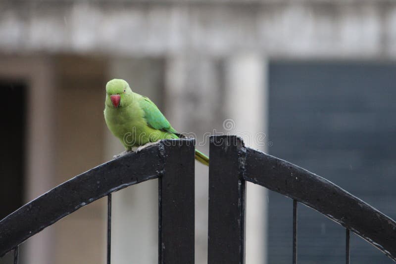 A Parrot Bird is Relaxing on a Mango Tree Stock Photo - Image of ...