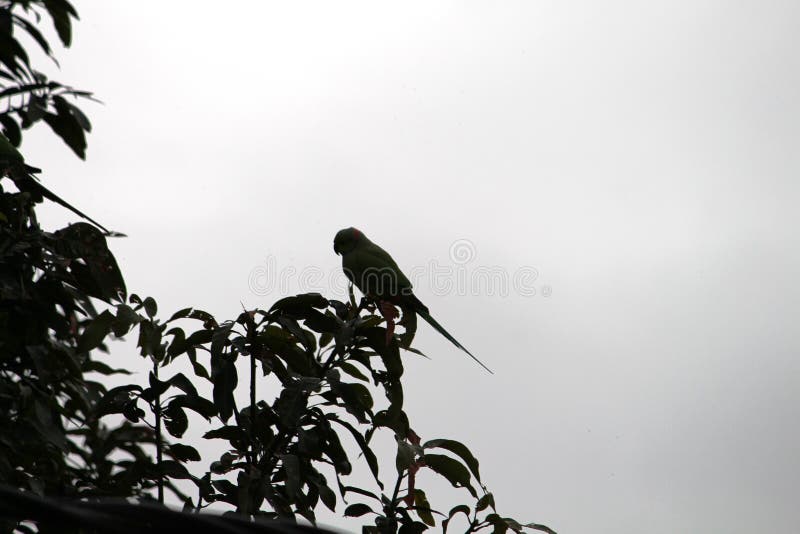 A Parrot Bird is Relaxing on a Mango Tree Stock Photo - Image of ...