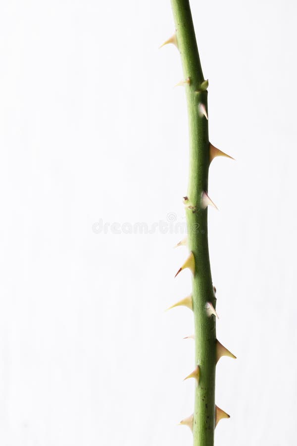 Isolated Rose Stem with Thorns on White Background Stock Photo - Image ...