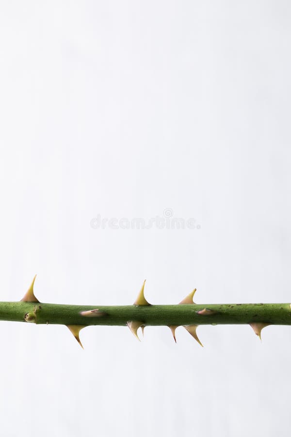 Isolated Rose Stem with Thorns on White Background Stock Photo - Image ...