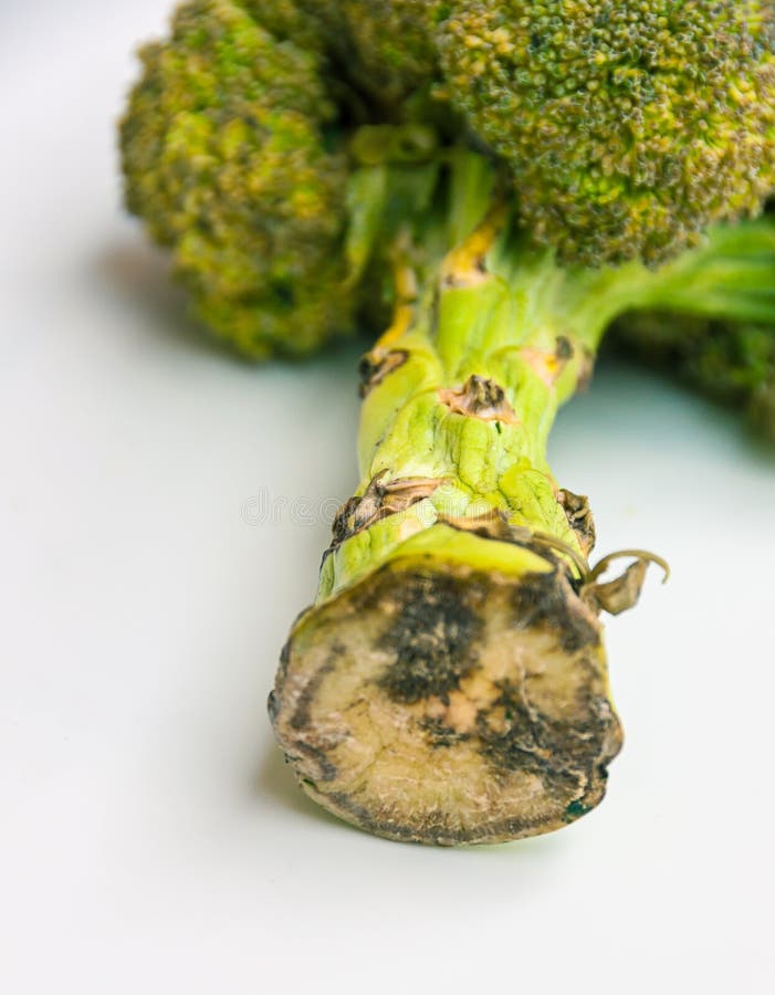 Rotten Broccoli Stock Photos - Free & Royalty-Free Stock Photos from ...