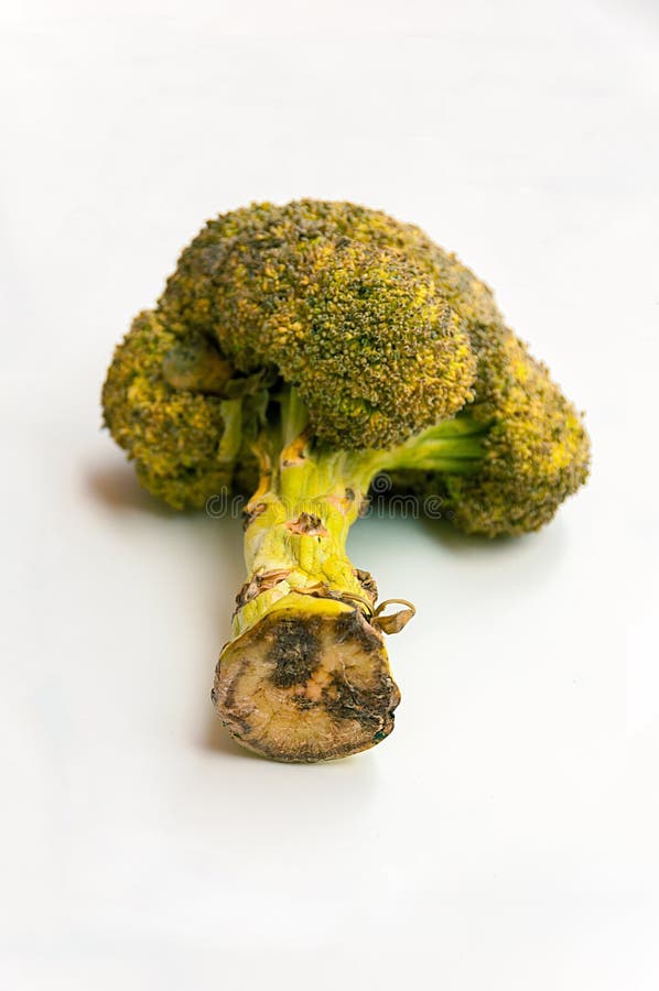 Rotten Broccoli