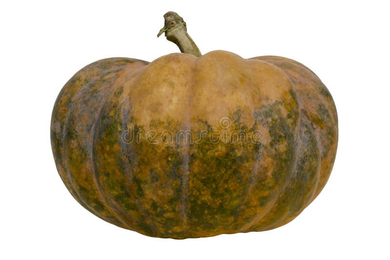Pumpkin stock image. Image of autumn, product, background - 109910635